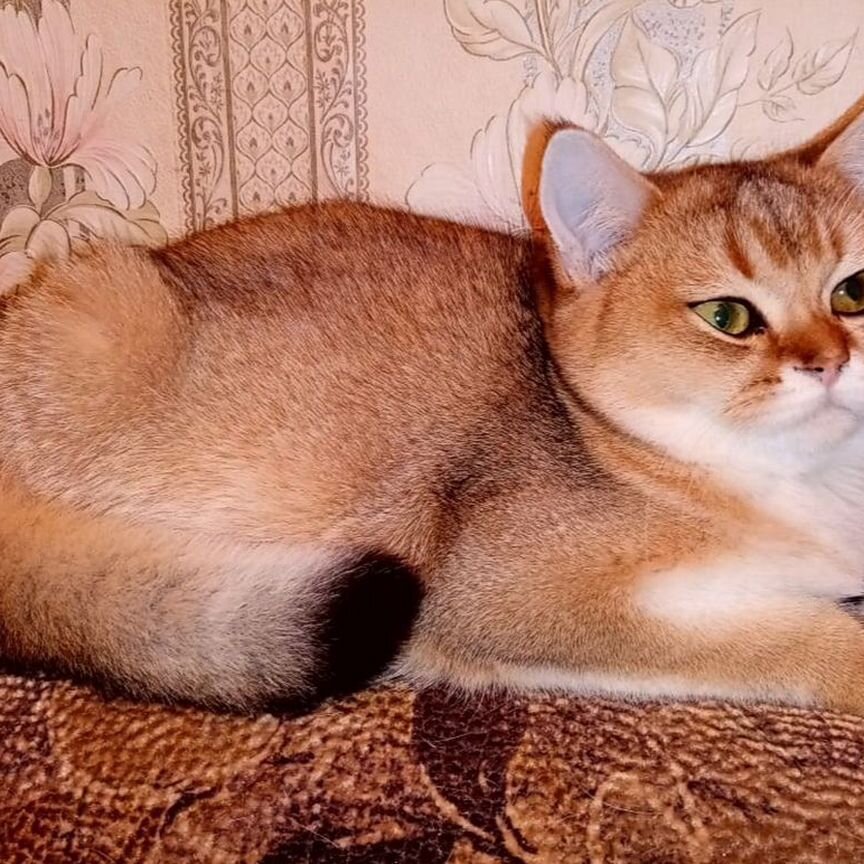 Шотландские кошечки золотая шиншилла