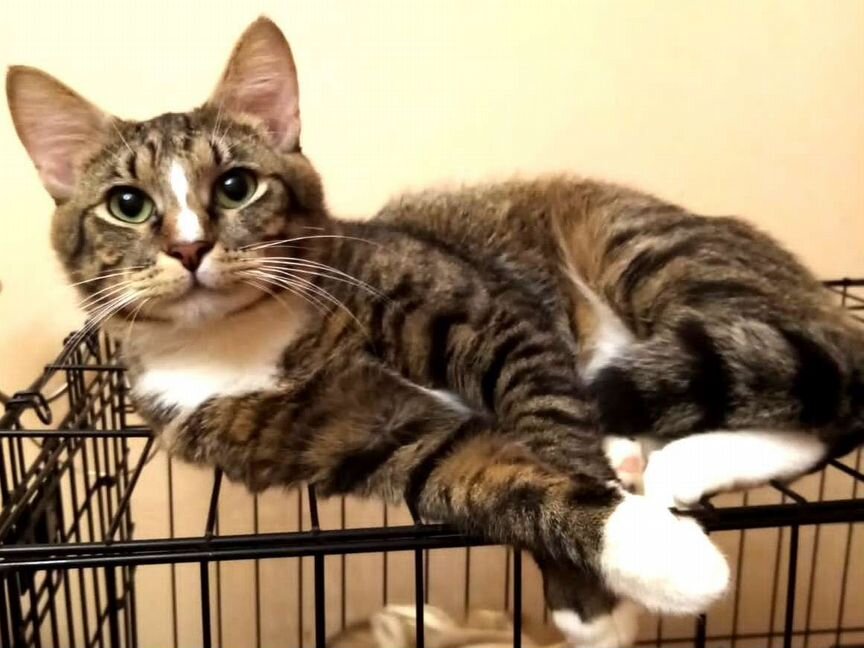 Кота Алехандро предали