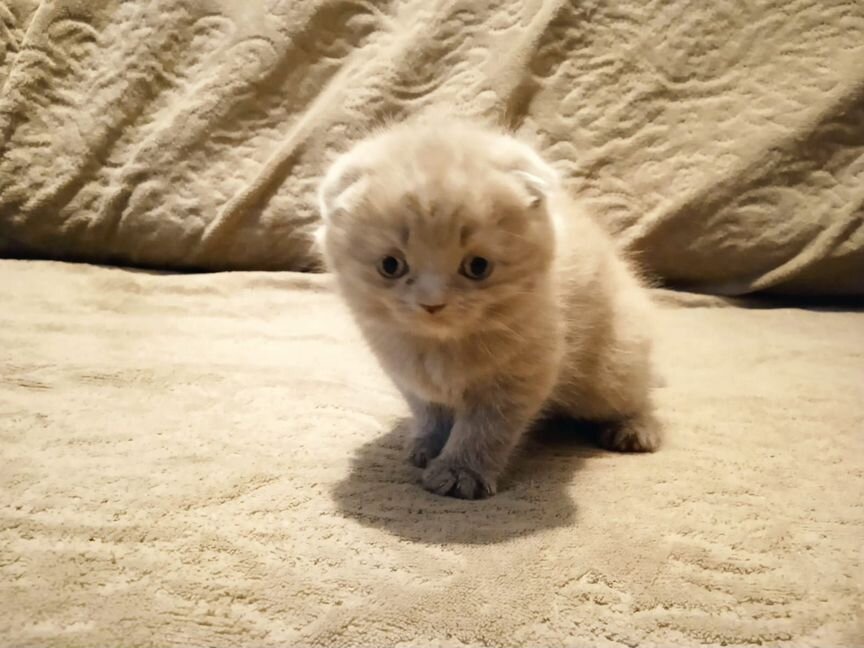 Британская