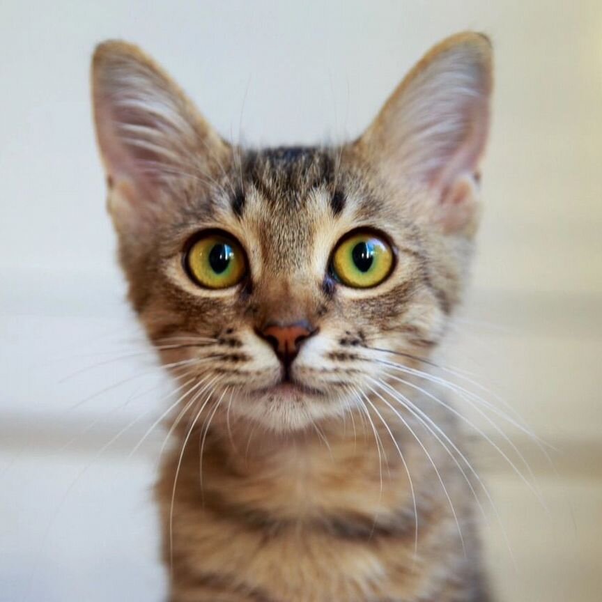 Котенок для самых любящих ручек