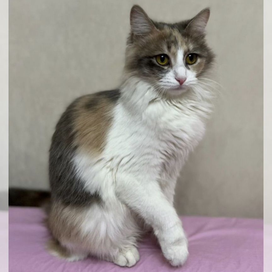 Котёнок девочка 8-9 мес