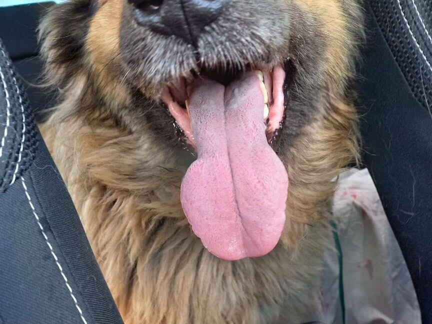 Собака в добрые руки