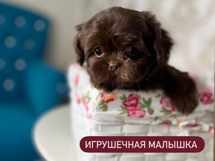 Экслюзивная Малышка Мини Мальтиу ф1