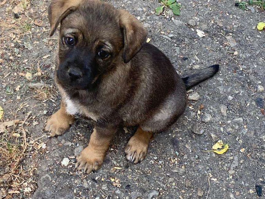 Кутенок в дар