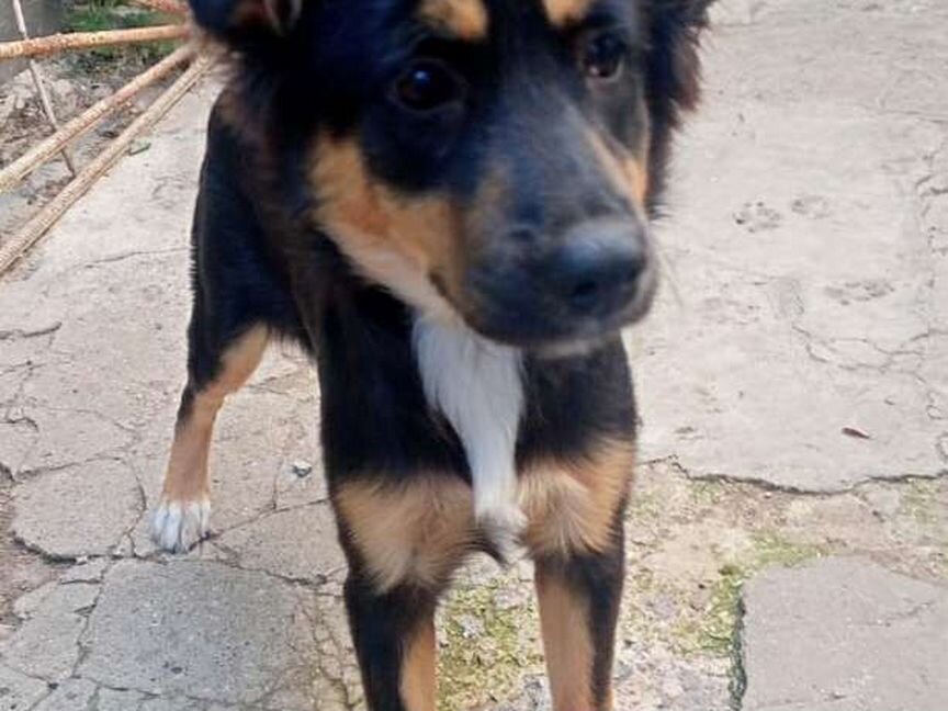 Щенок Ладушка