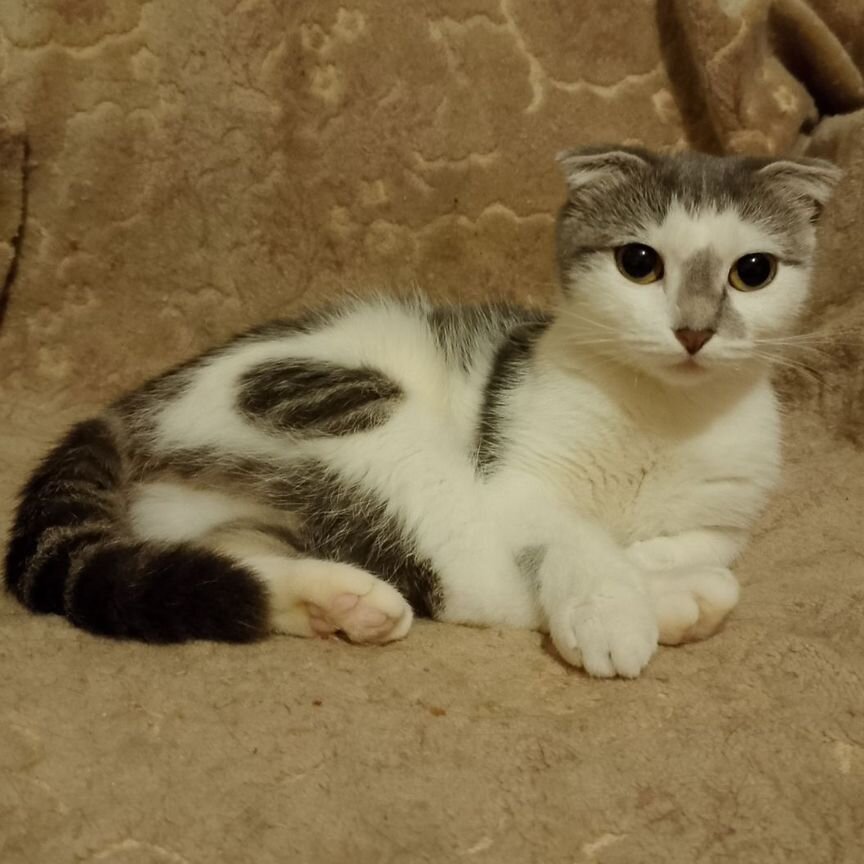 Шотландский вислоухий короткошёрстный котёнок