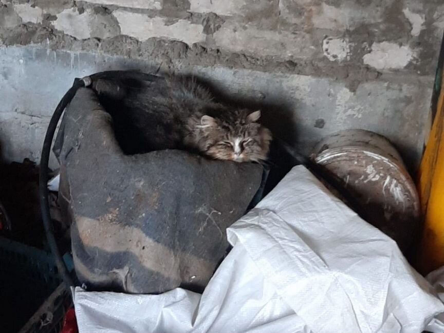 Кот и кошка в саду замерзают