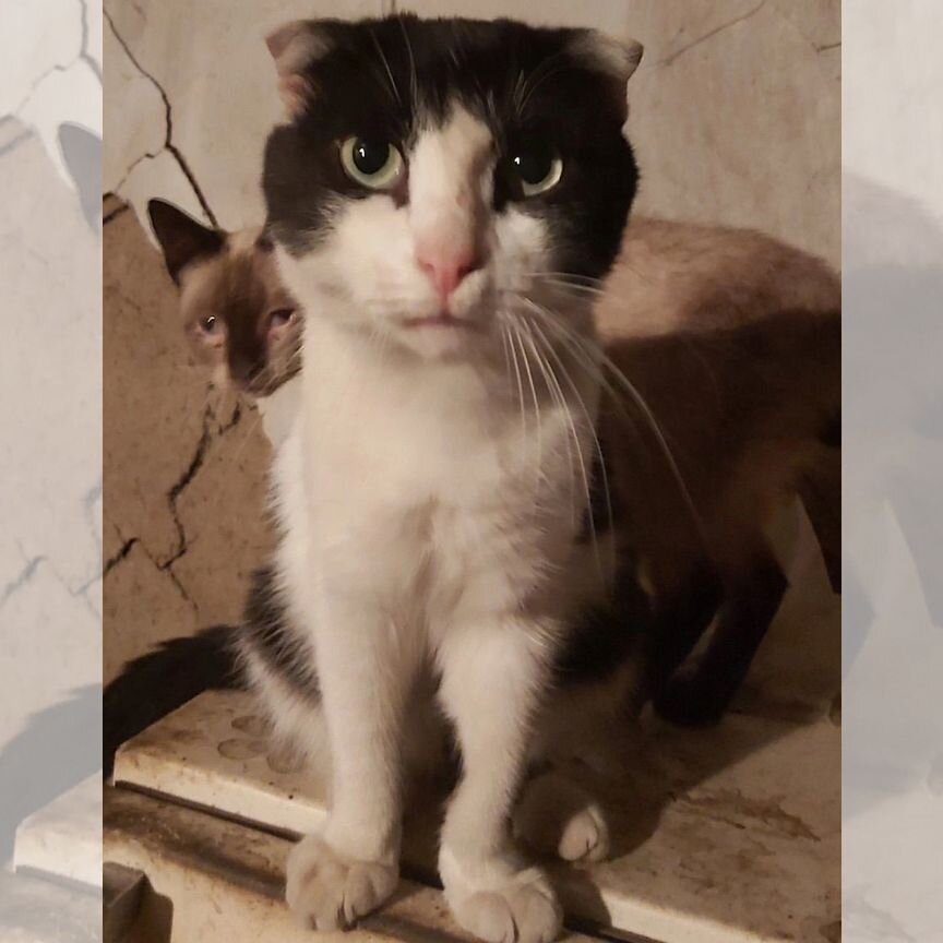 Кот