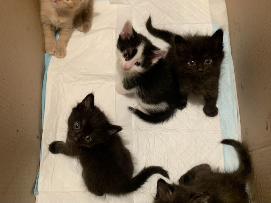 Котята 4 недели добрые руки