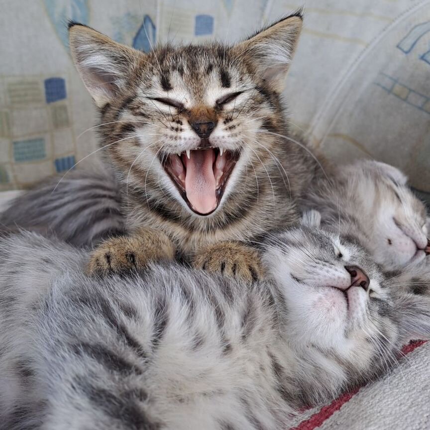 Котята в добрые руки
