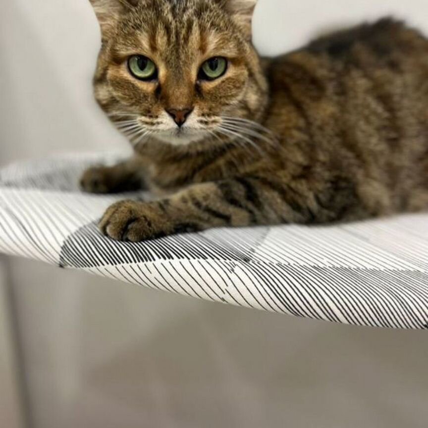 Кошка ласковая полосатка