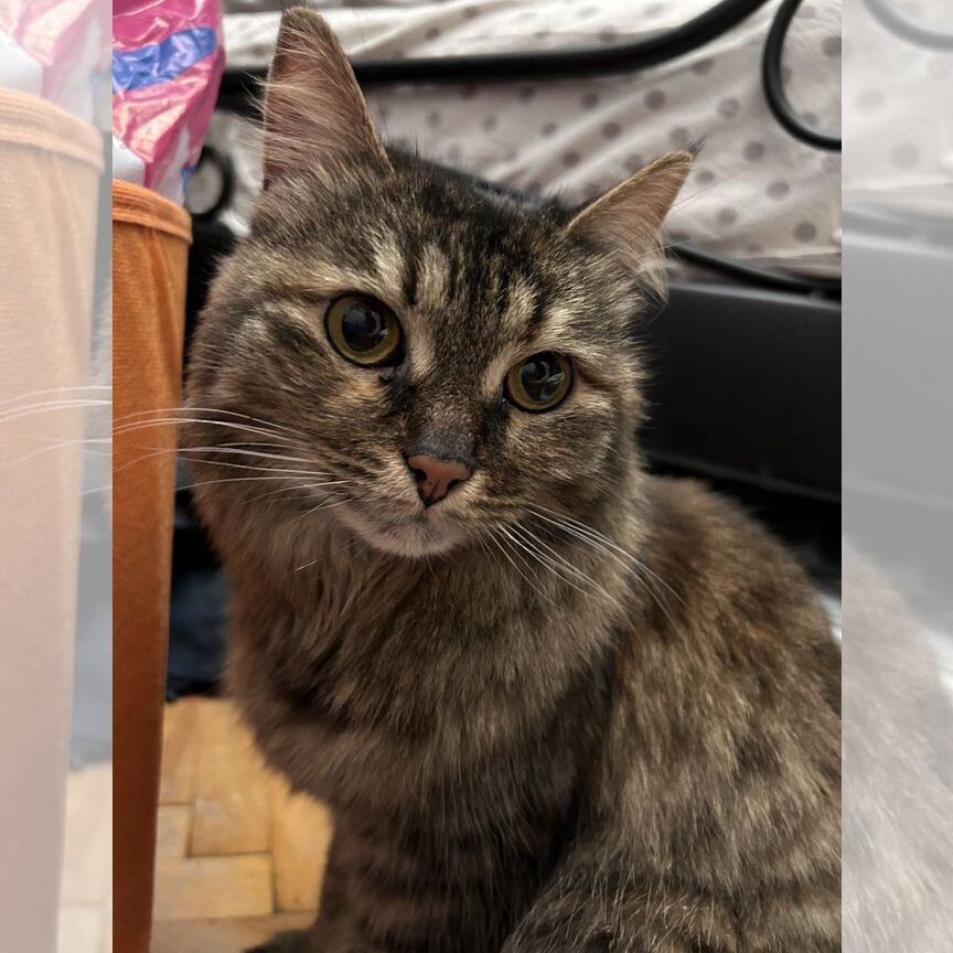 Взрослая кошка в добрые руки