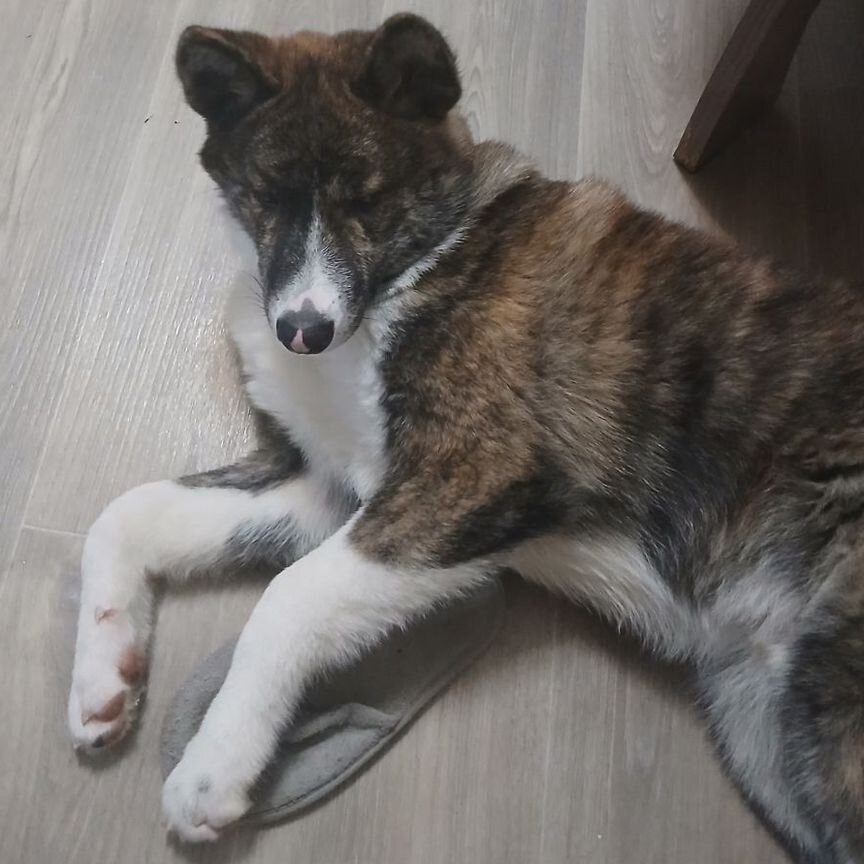 Акита-ину, щенок