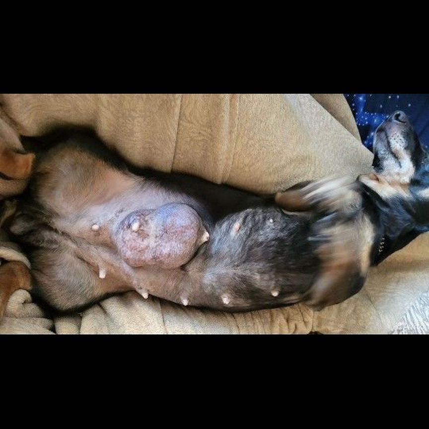 Собака больна