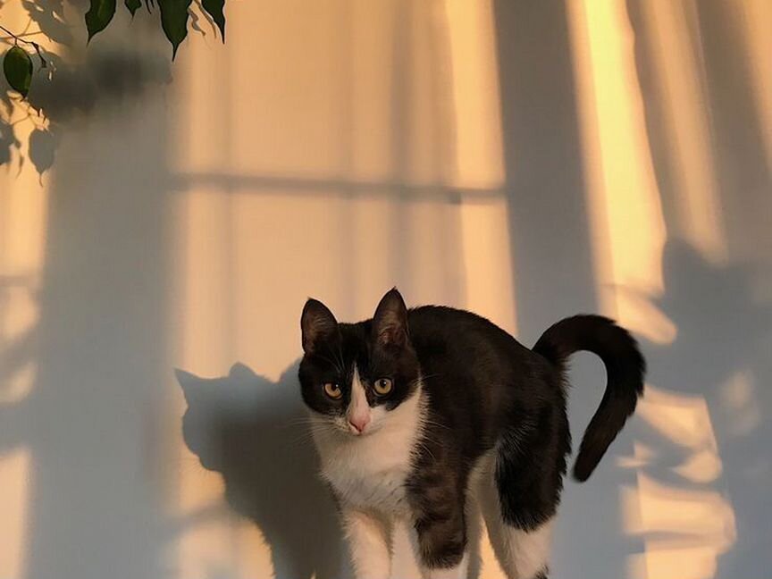 Очаровательная кошечка