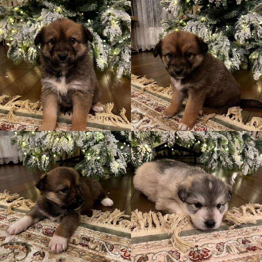 Шенки хаски и немецкой овчарки