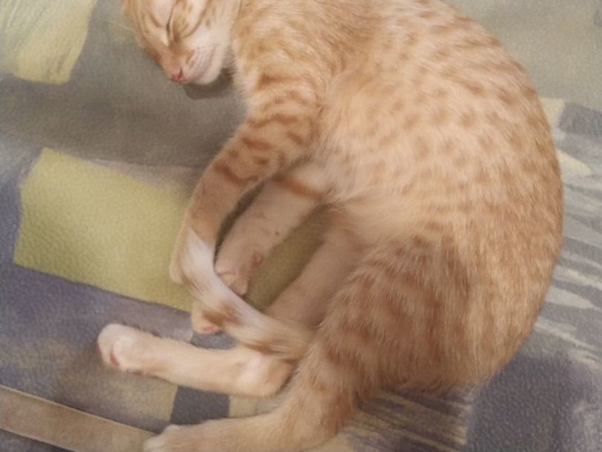 Рыжий котенок девочка