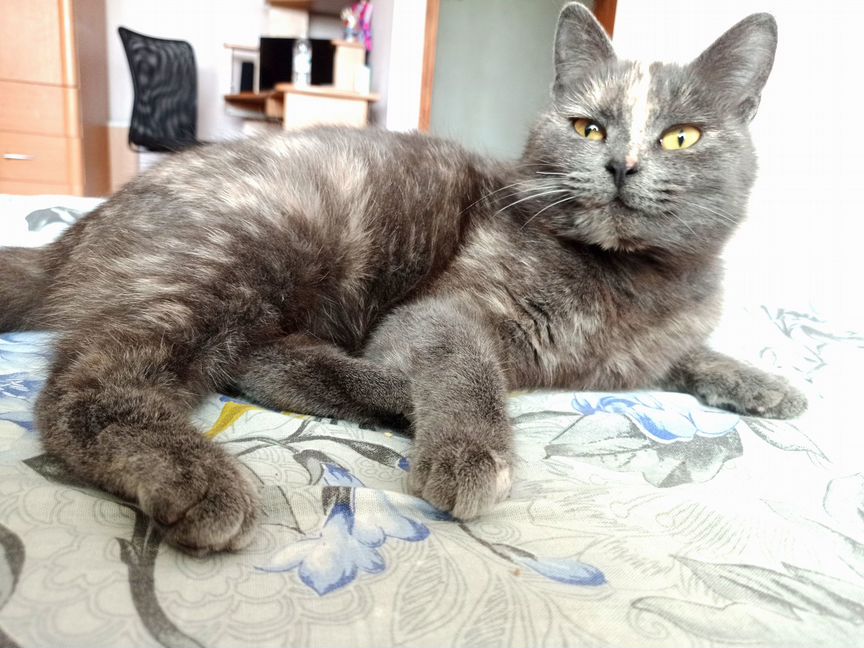 Ласковая Плюшка ищет Человека