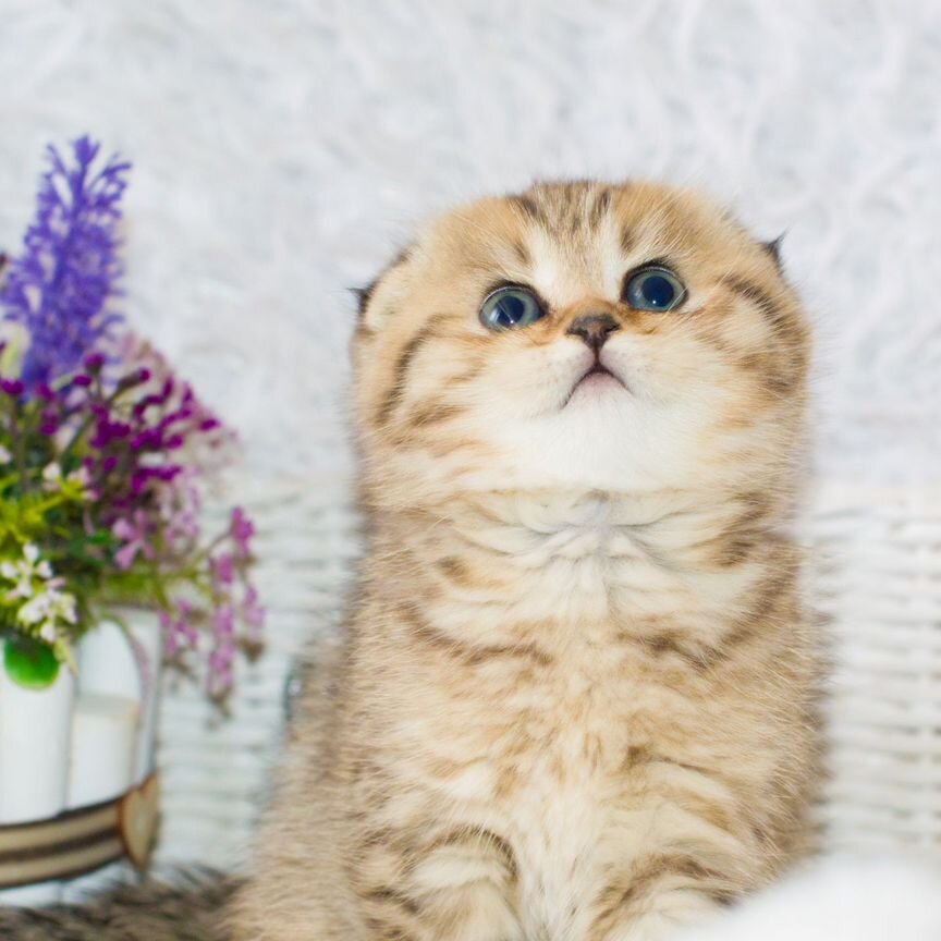 Девочка Scottish-fold ny24