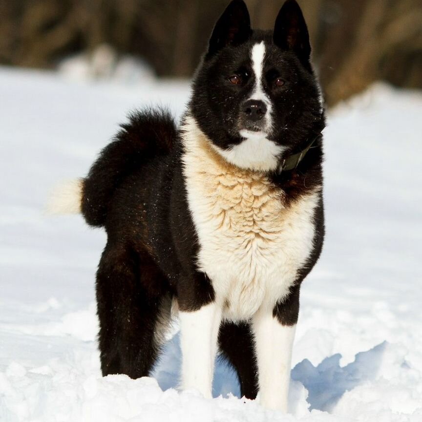 Взрослый пёс из приюта