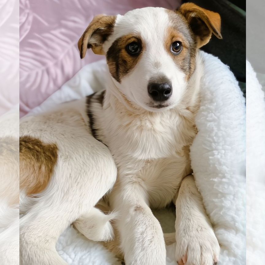 Босерон, щенок