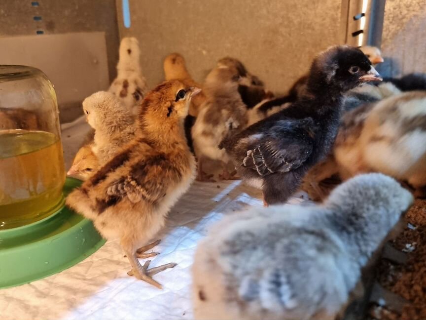 Цыплята суточные несушки