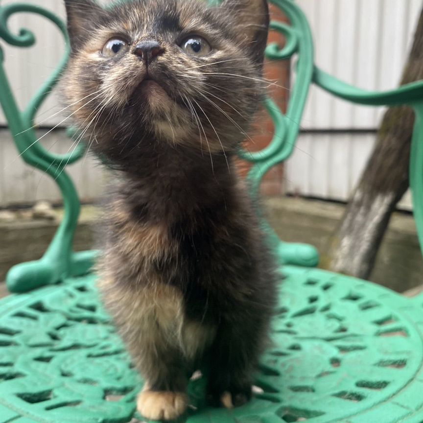 Котята 2 мес ищут дом