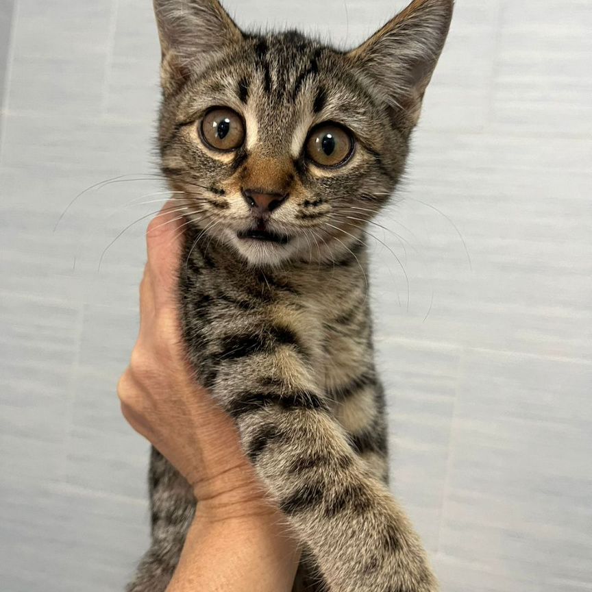 Котенок тигренок
