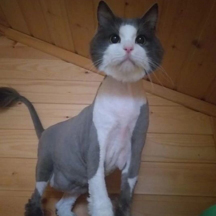 Взрослый кот в добрые руки