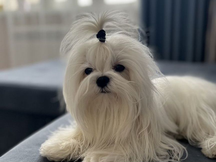 Мальтийская болонка щенки