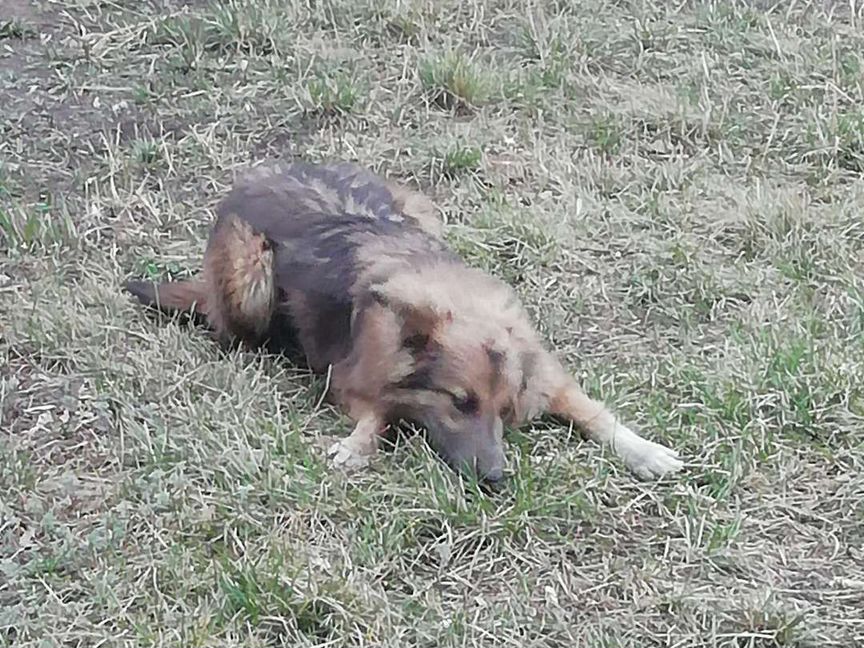 Собака в добрые руки щенок