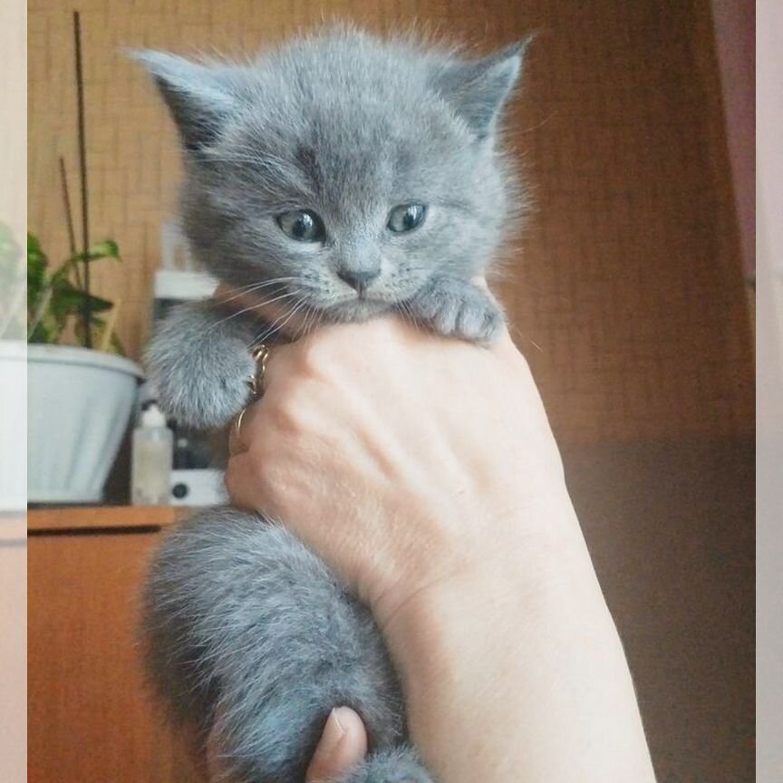 Британские котята