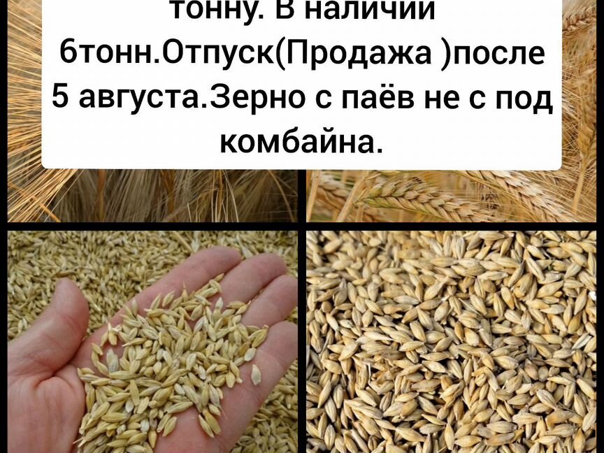 Ячмень с Колхозного пая