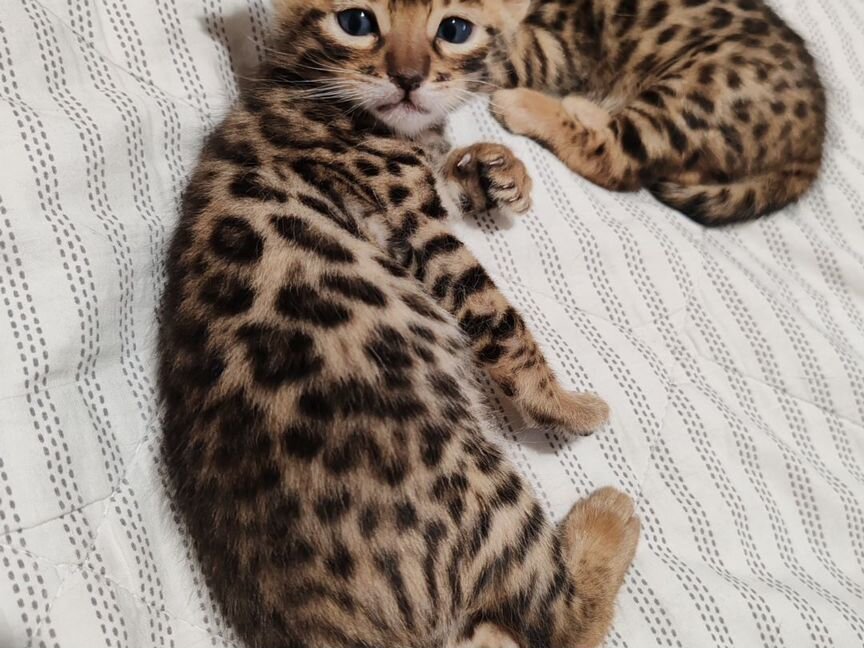 Бенгальские котята