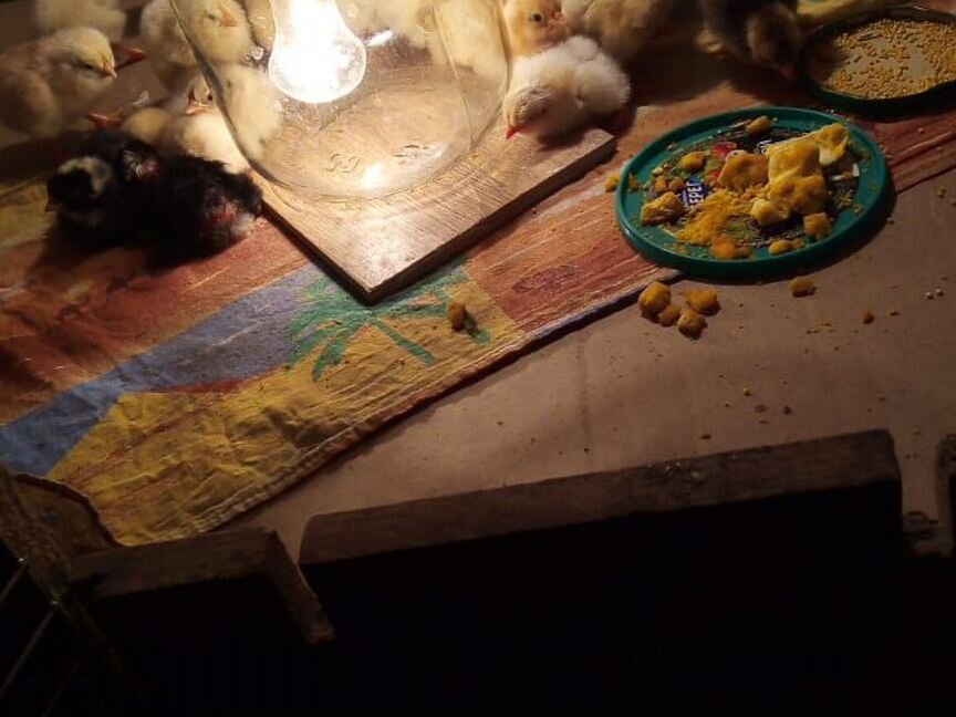 Цыплята цветные