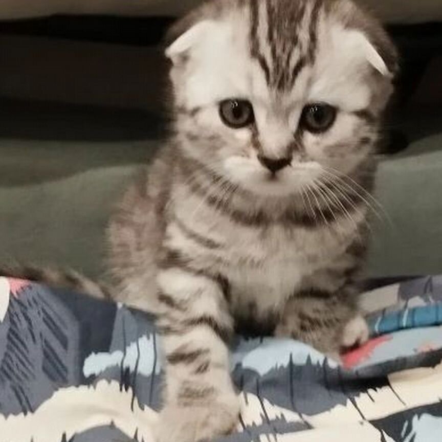Шотландский вислоухий короткошёрстный котёнок