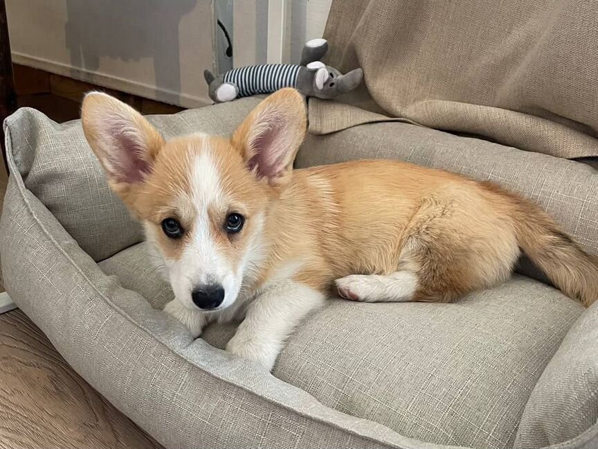 Вельш-корги щенки