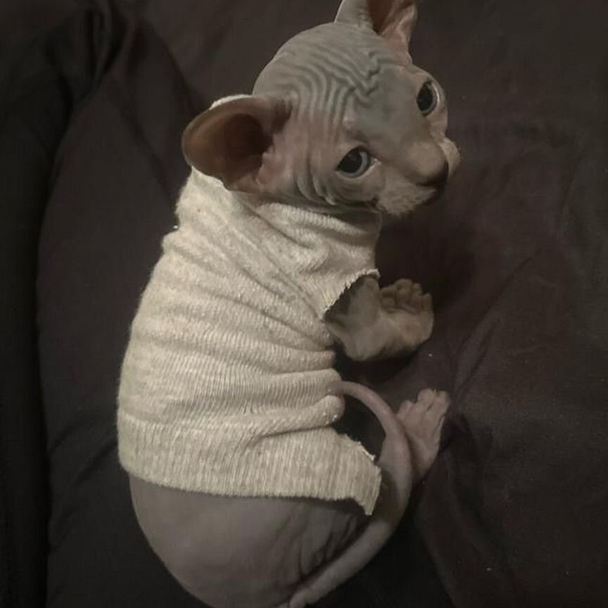 Канадский сфинкс котёнок