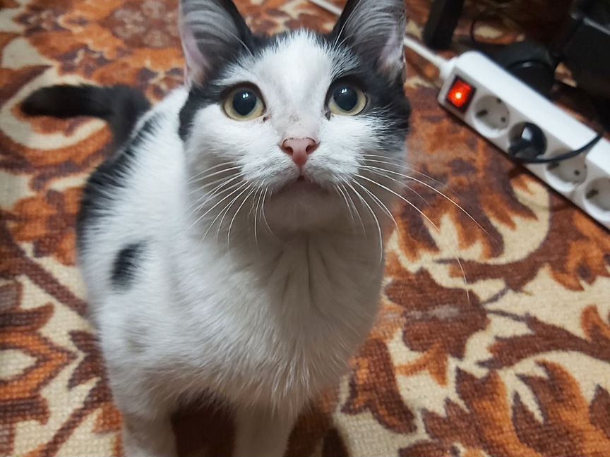 Котенок Феликс в добрые руки