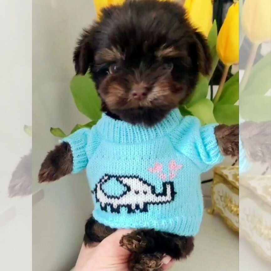 Шоколадный мини мальчик