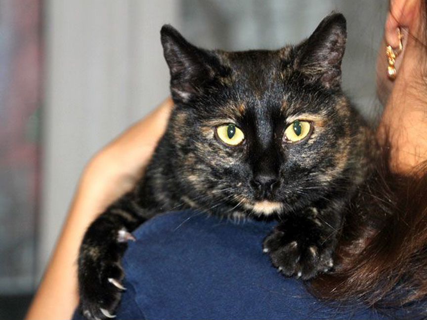 Инопланетянка Зара, домашняя черепаховая кошечка