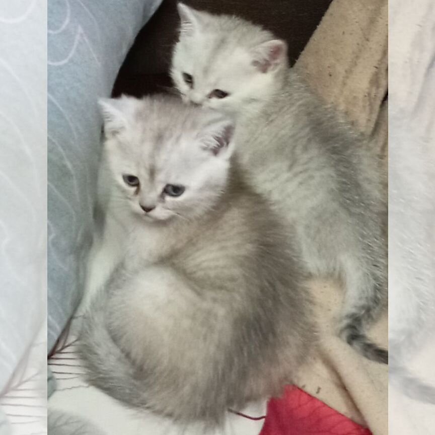Котята серебристая шиншилла