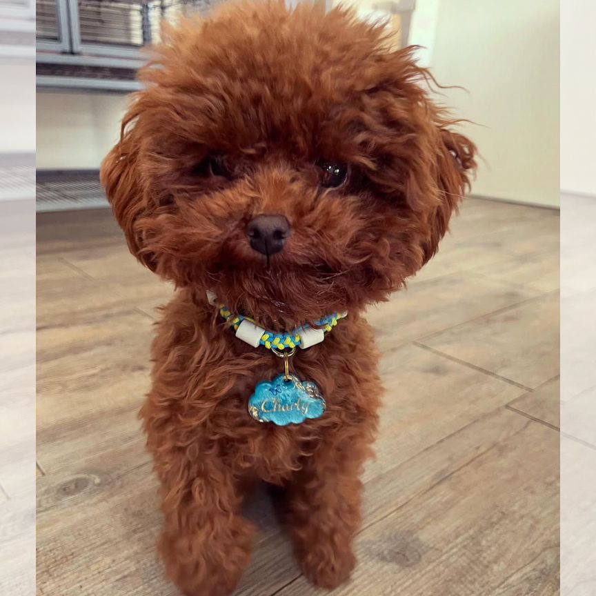 Той-пудель, щенок