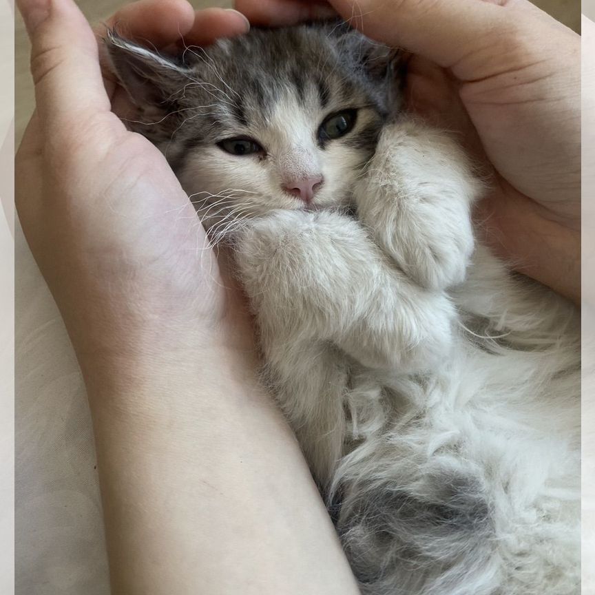 Котёнок в добрые руки