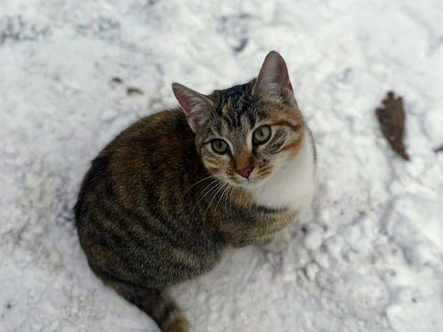 Домашний котенок на улице. Холодно и страшно