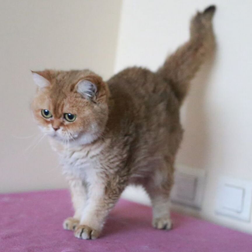 Британская короткошёрстная, взрослая кошка