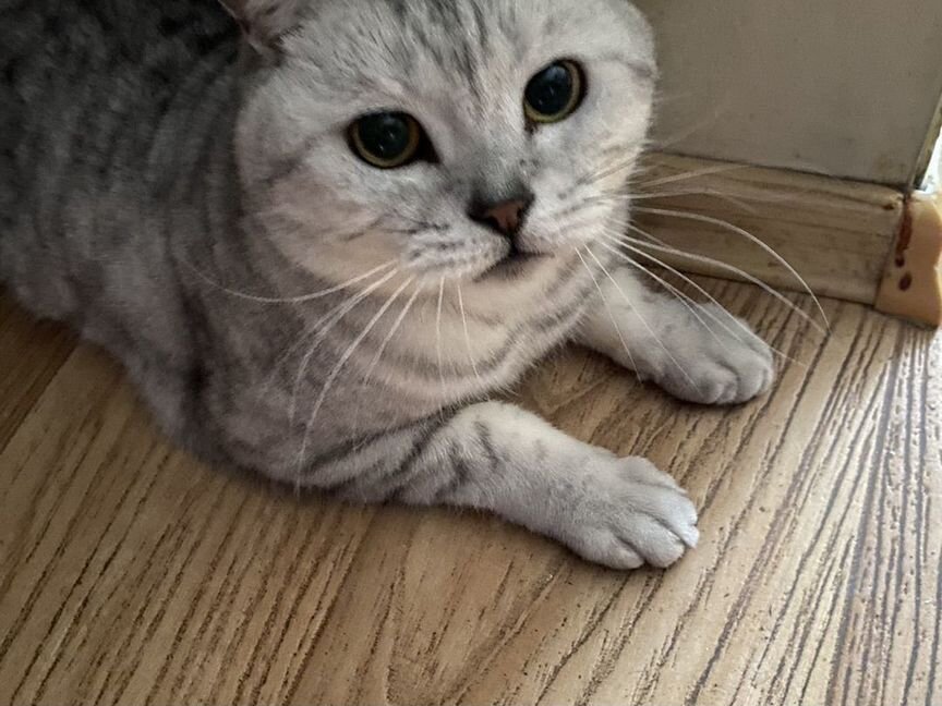 Британский котик ищет дом