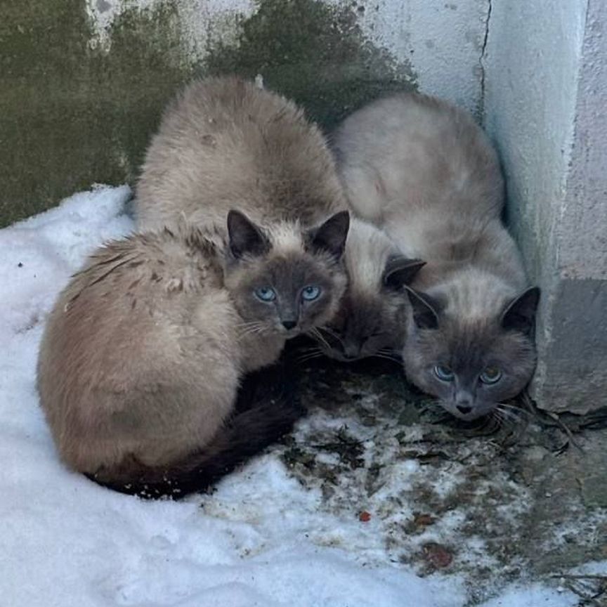 Сиамские коты на улице