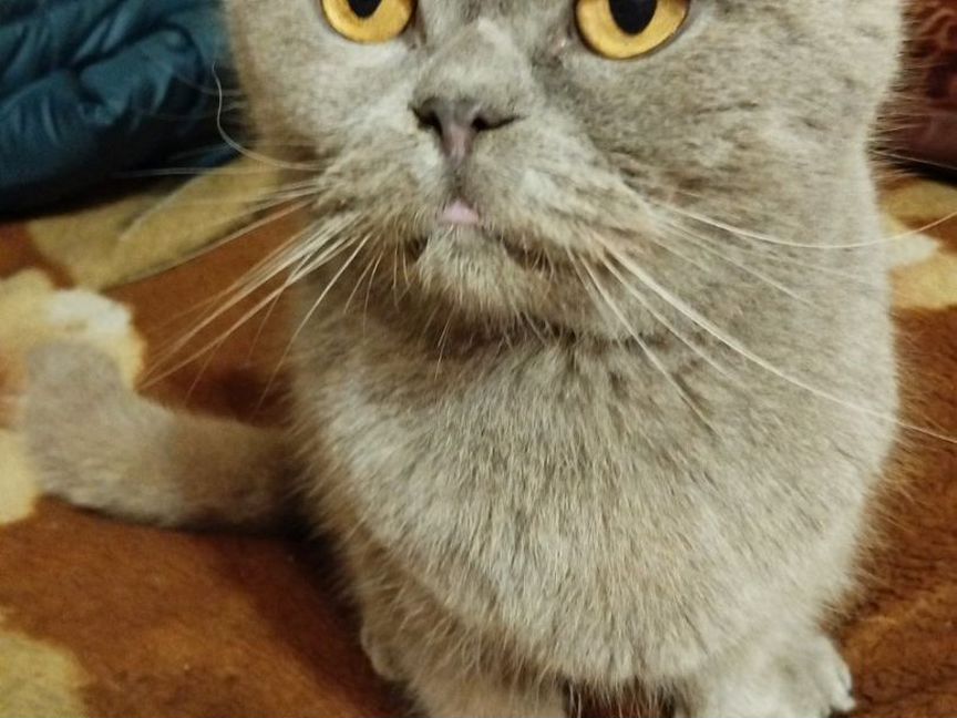 Котику нужен дом