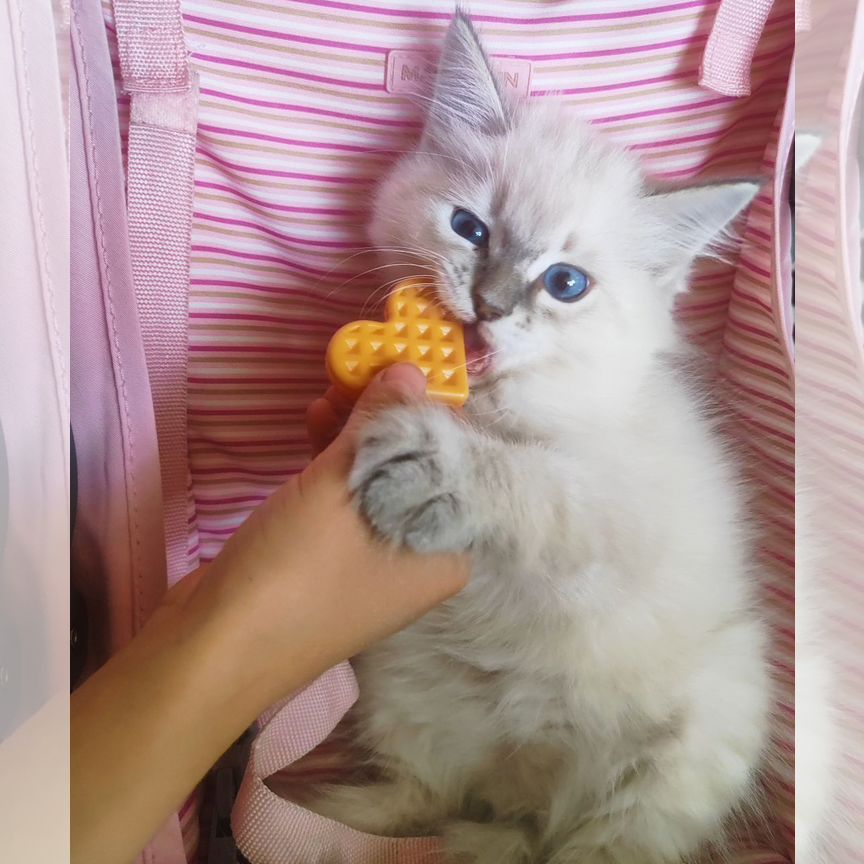 Невский маскарадный котёнок
